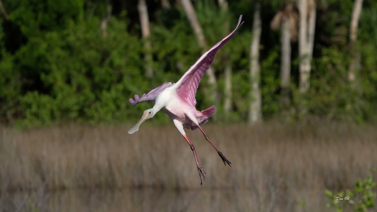 Roseate Spoonbill Flight