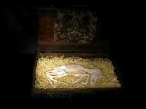 Possible Unicorn Remains Discovered: You Be the Judge | enlightened ...