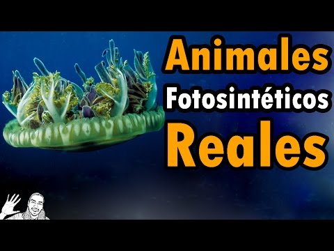 Real Photosynthetic Animals