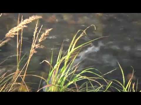 An Angler's Perspective - McIntyre Creek Restoration Project, Whitehorse Yukon