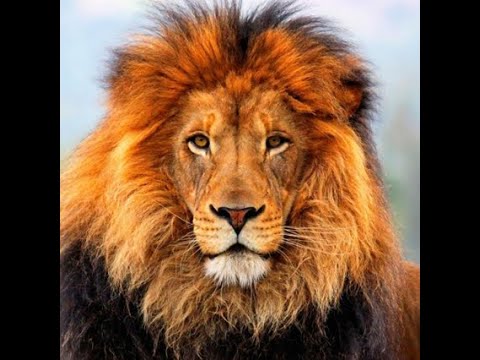 The Meaning of Animals in Dreams/Biblical Dream Interpretation!