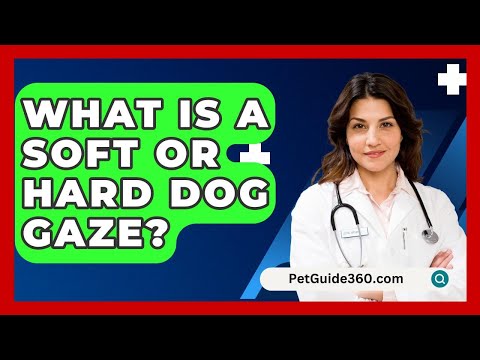 What Is A Soft Or Hard Dog Gaze? - PetGuide360.com