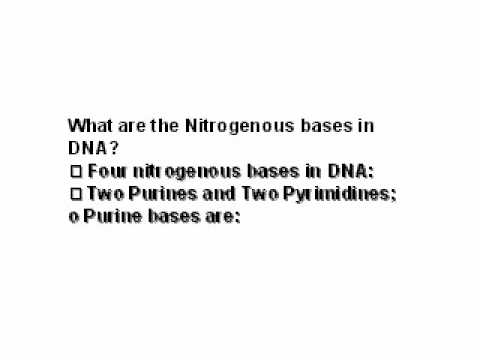 Biochem: nitrogenous bases in DNA.flv