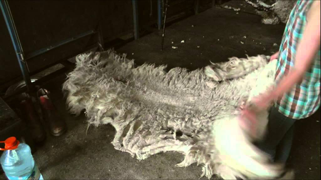 The Hillfarm Year - Summer shearing