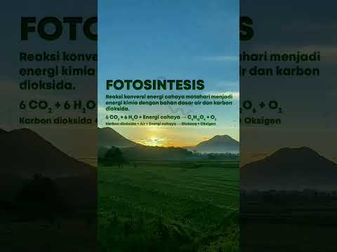 Proses fotosintesis tumbuhan.