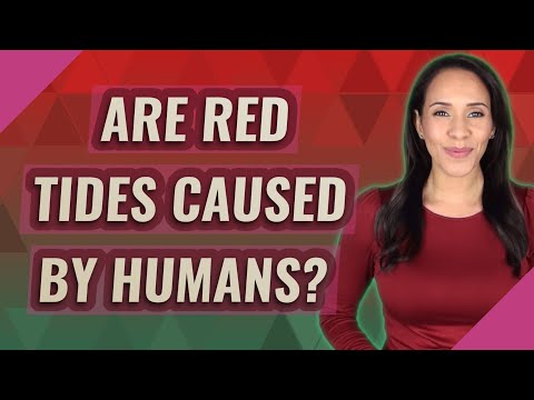 Are red tides caused by humans?