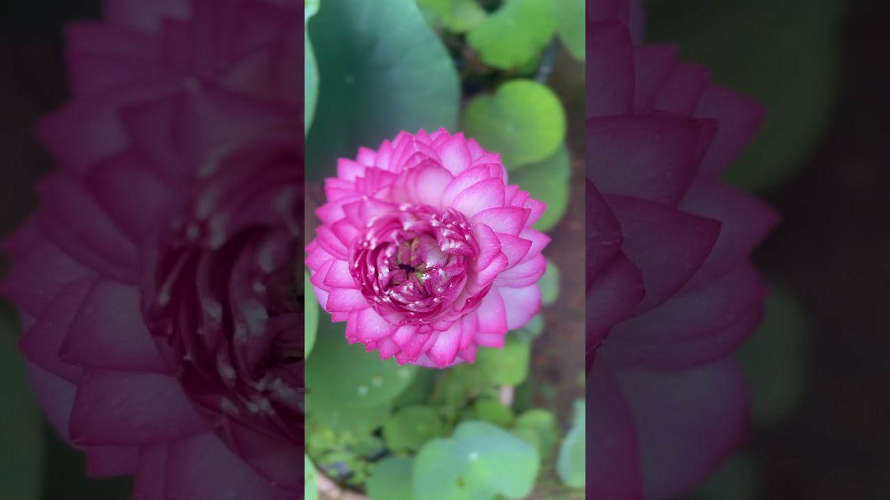 Lotus Miracle 🥰 #lotusflower #flower #lotusplant #lotus #miracle