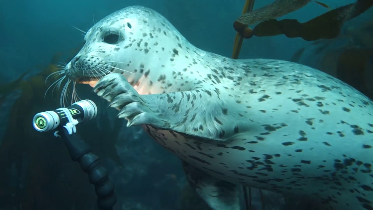 Dive Sites in Los Angeles, California - The Top Five