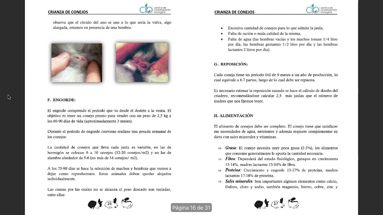 Guia practica crianza de conejos - Libro Completo Gratis