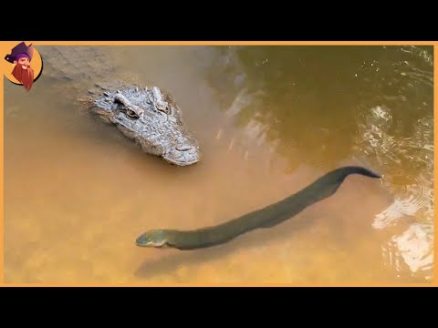 15 Animals Being Shocked To Death
