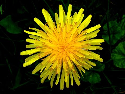 Everything You Should Know About Dandelion