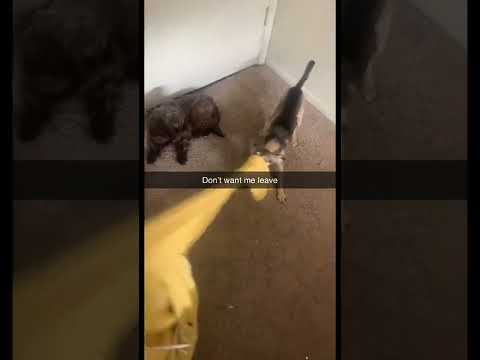 Man’sBest friend, pants worst enemy. #Puppy #Animals #Home #Pants #Yellow #Funny #Cute #Family