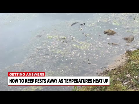Wet, mild weather could lead to busy mosquito and tick season