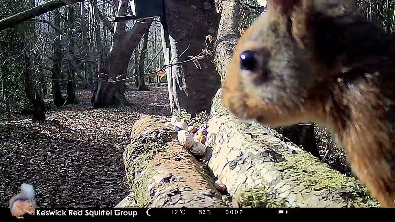 Flat Tip the Red Squirrel returns