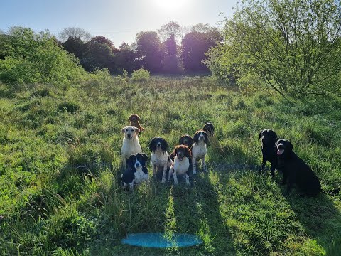 Leetracrest Gundogs. Basic gundog commands