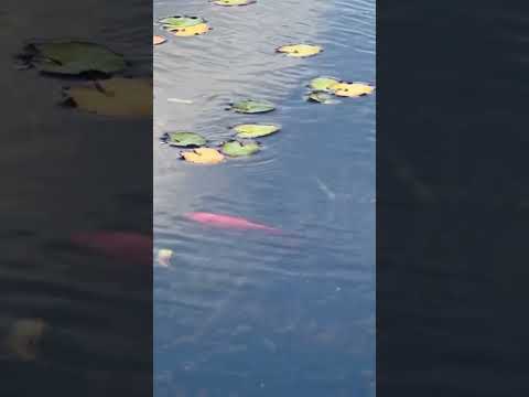 Everything about the Water Lily