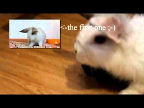 Steam Community :: Video :: Greedy Bunny Introduction