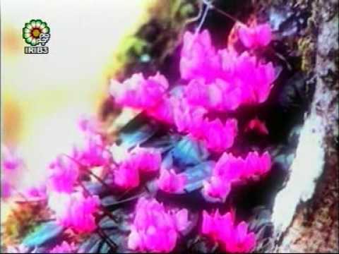 Happy New Year | My Caldron