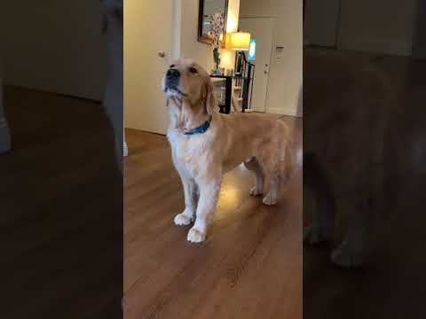 Cooper the Golden Retriever wants Mr Softee.