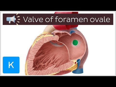 Valve of foramen ovale | Anatomical Terms Pronunciation by Kenhub
