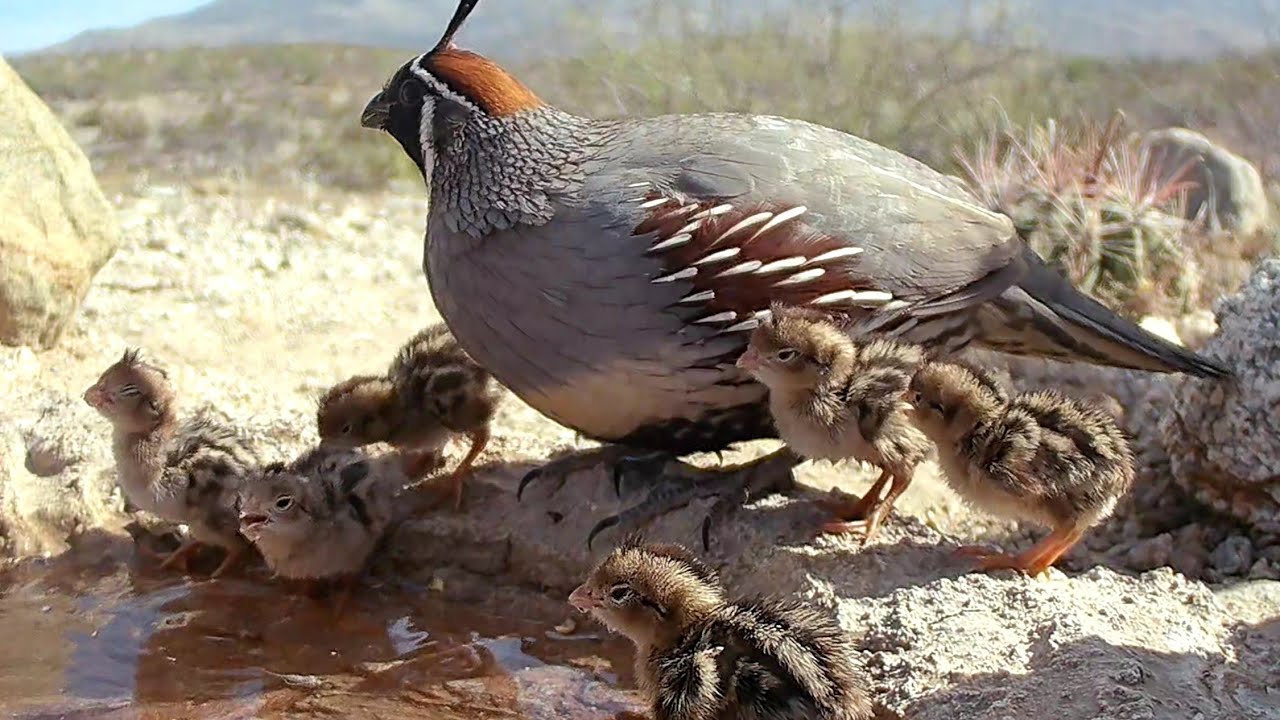 New Baby Gambel's Quail Chicks!   2026 Trail Camera footage 