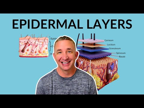 Epidermal Layers Explained! Learn the 5 Layers of the Epidermis & Their Basic Function