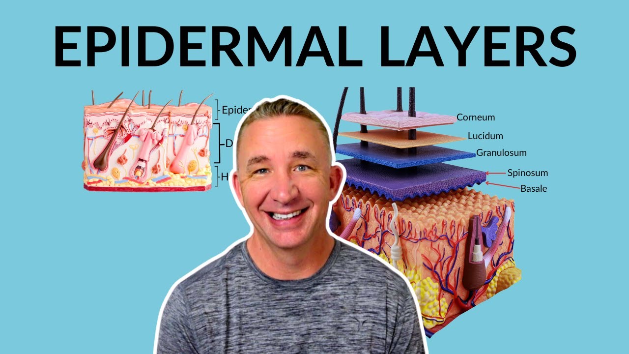 Epidermal Layers Explained! Learn the 5 Layers of the Epidermis & Their Basic Function