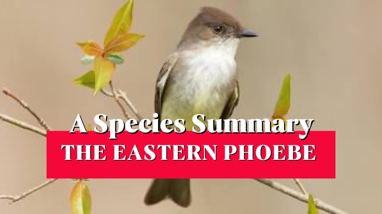 All About the Eastern Phoebe