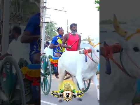 கோட்டையூர் கணேசன் அண்ணன் ✨❣️ #rekla #rekla_race_2023 #rekalarace #amutham_studio #periyamaadu