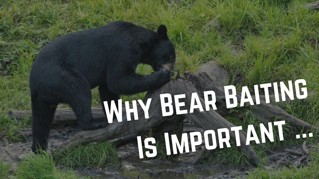 WHY BEAR BAITING IS NEEDED