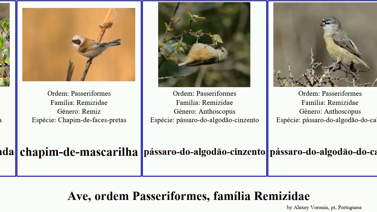 Ave, ordem Passeriformes, família Remizidae bird tit musculus coronatus Anthoscopus macronyx Whole