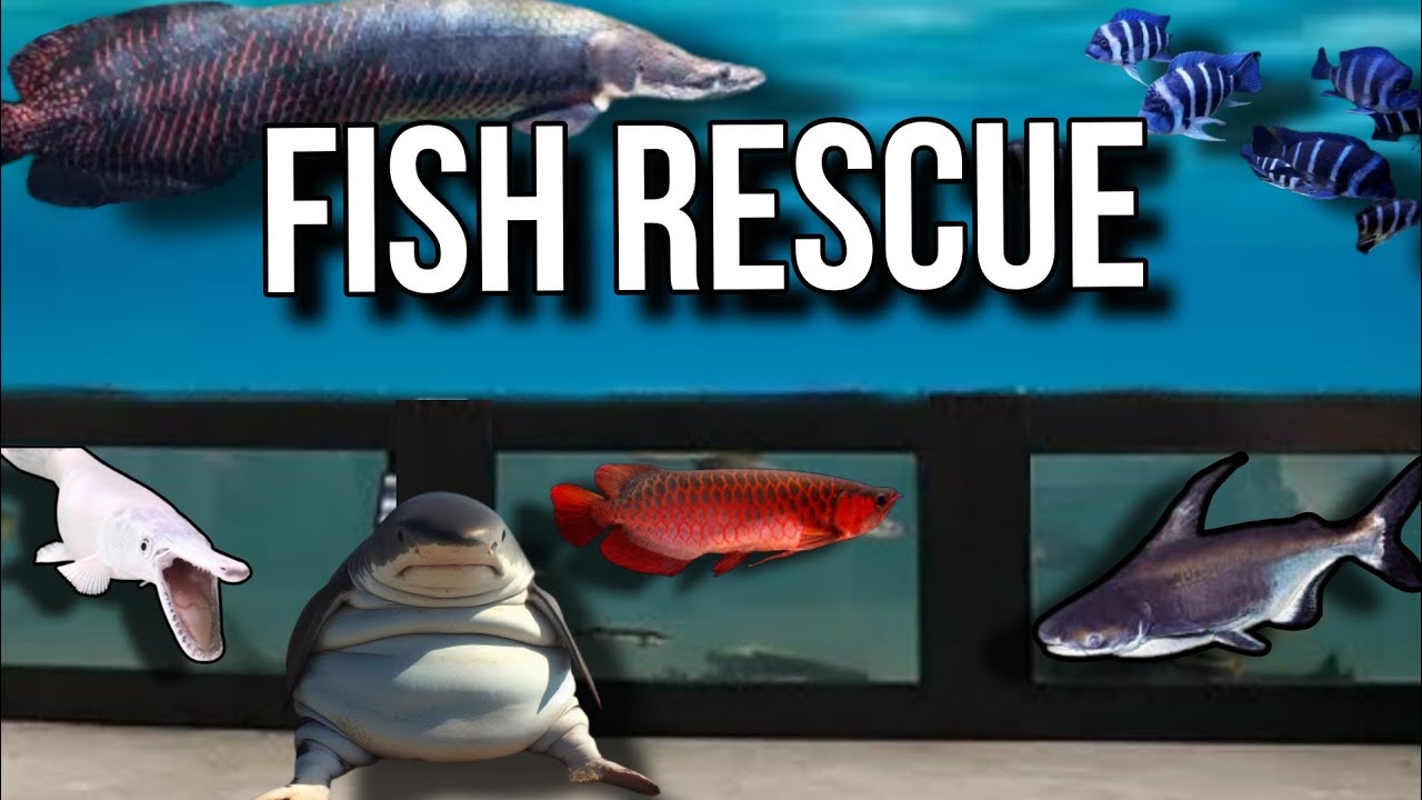 The Largest Fish Rescue Explained