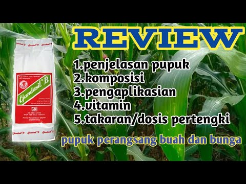 REVIEW pupuk buah gandasil B