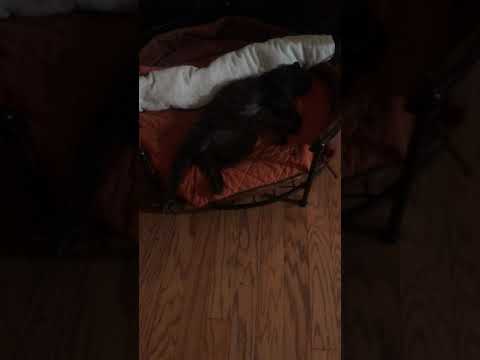 One of Karmas Many Feral Positions