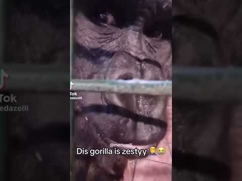 Zesty ahh gorilla ππ #shorts
