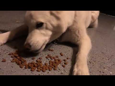 Steam Community :: Video :: Husky Crunches Kibble