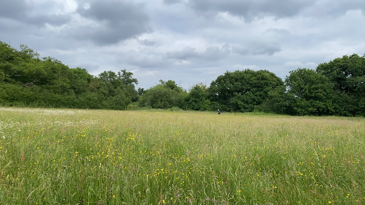 Yellow-rattle - the meadow maker plant. For 30 Days Wild.