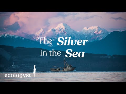 The Silver in the Sea | A Herring Spawn Story