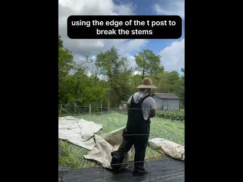 Terminate WInter Rye Cover Crops with this HACK! #covercrops