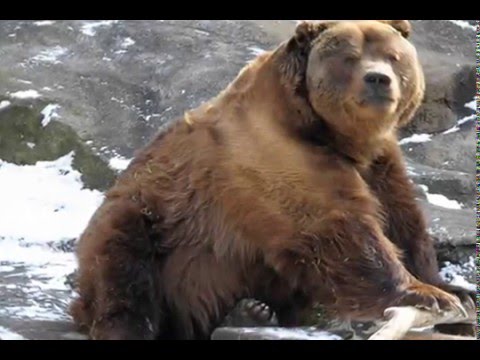 ZOO MOVIE