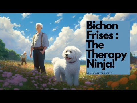 Bichon Frise : A Natural Born Therapy Specialist