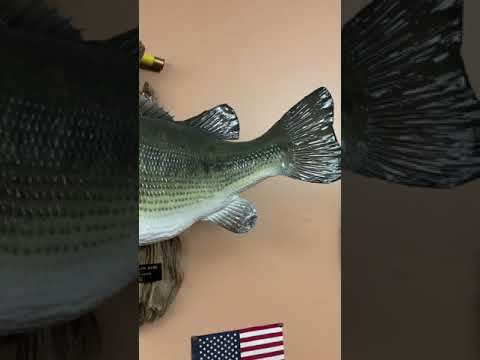Almost State Record Largemouth Bass! New England Waters.