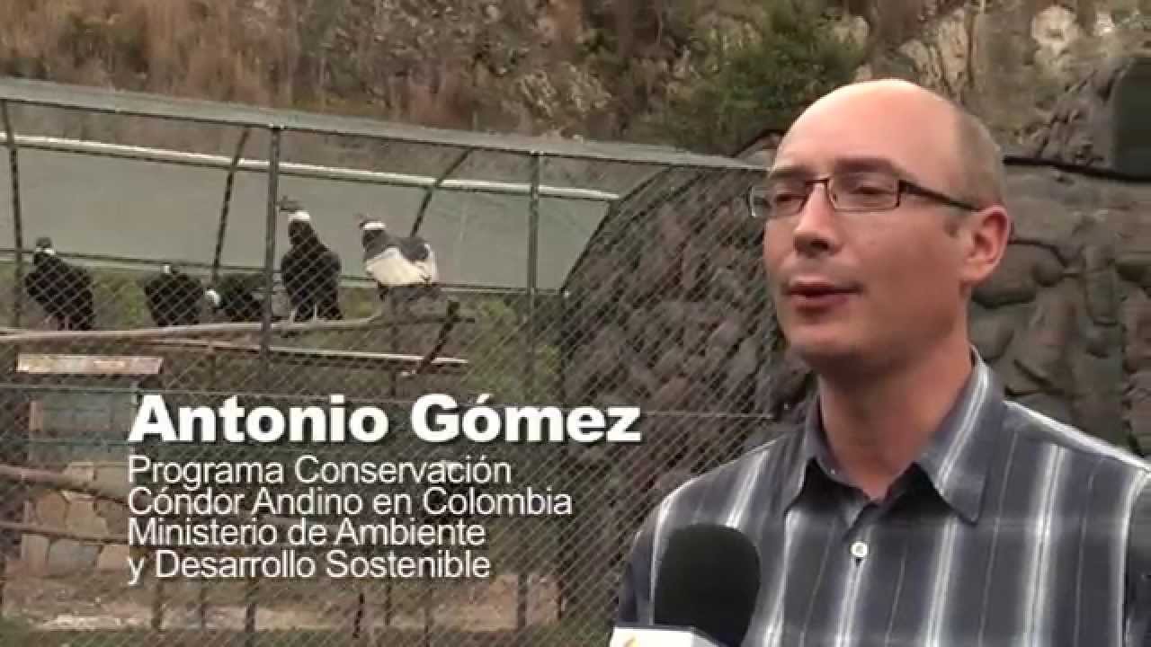 Cóndores chilenos ingresaron al Programa de Conservación del Cóndor Andino en Colombia