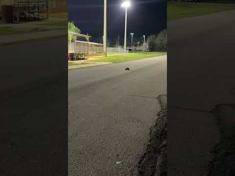 50 MPH brushless rc cars for sale ! Under $150!