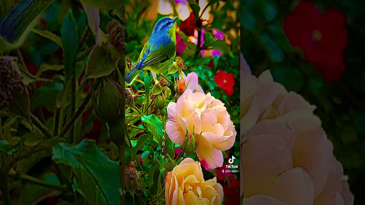 A place where you get Awesome 4K Wallpapers https://t.me/dagainc. #hdwallpapers #4k #4kwallpaper