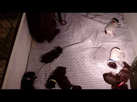 IDAHO HUNTING DOGS - Starr & Ruger