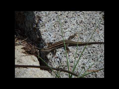 Greek islands lizards new love life | Dear Kitty. Some blog