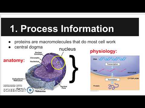 APBIO7 Information Processing