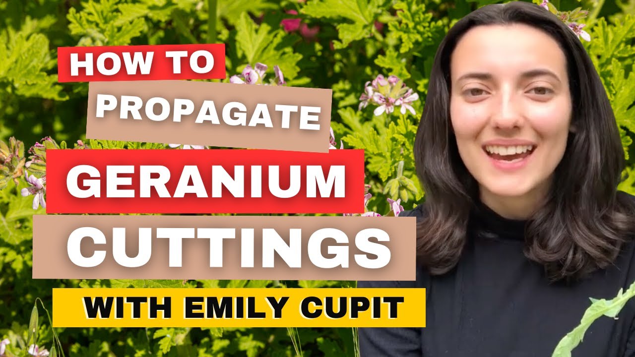 How To Propagate Geranium Cuttings (Takes Less Than 1 Minute!)