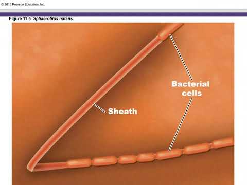 Ch 11 Bacteria & Archaea part 1 Proteobacteria